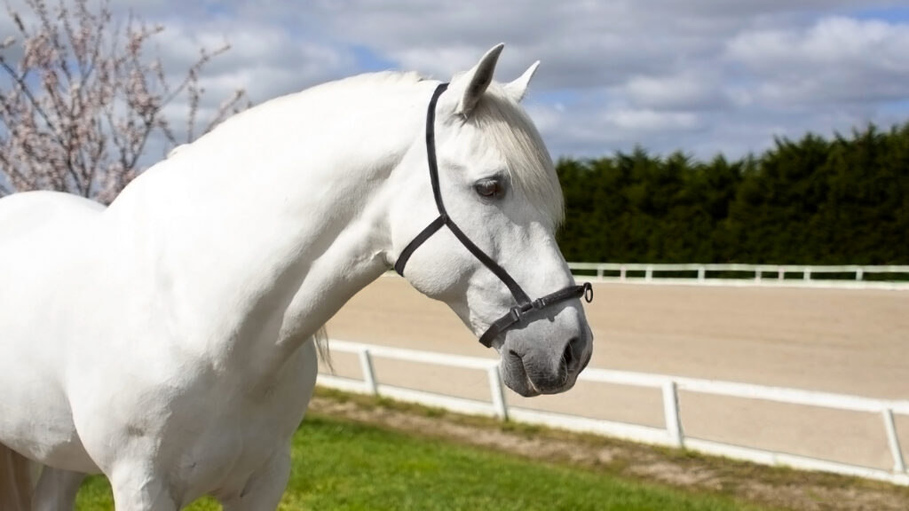 Purchase The Original Spanish Cavesson – Manolo Mendez Dressage
